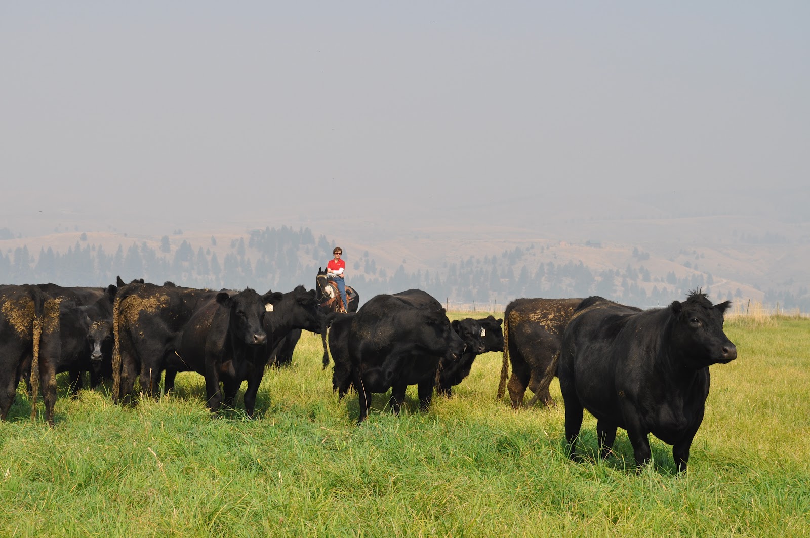 PELTON LIVESTOCK Marketing & Consulting: MONTANA ANGUS TOUR A SUCCESS