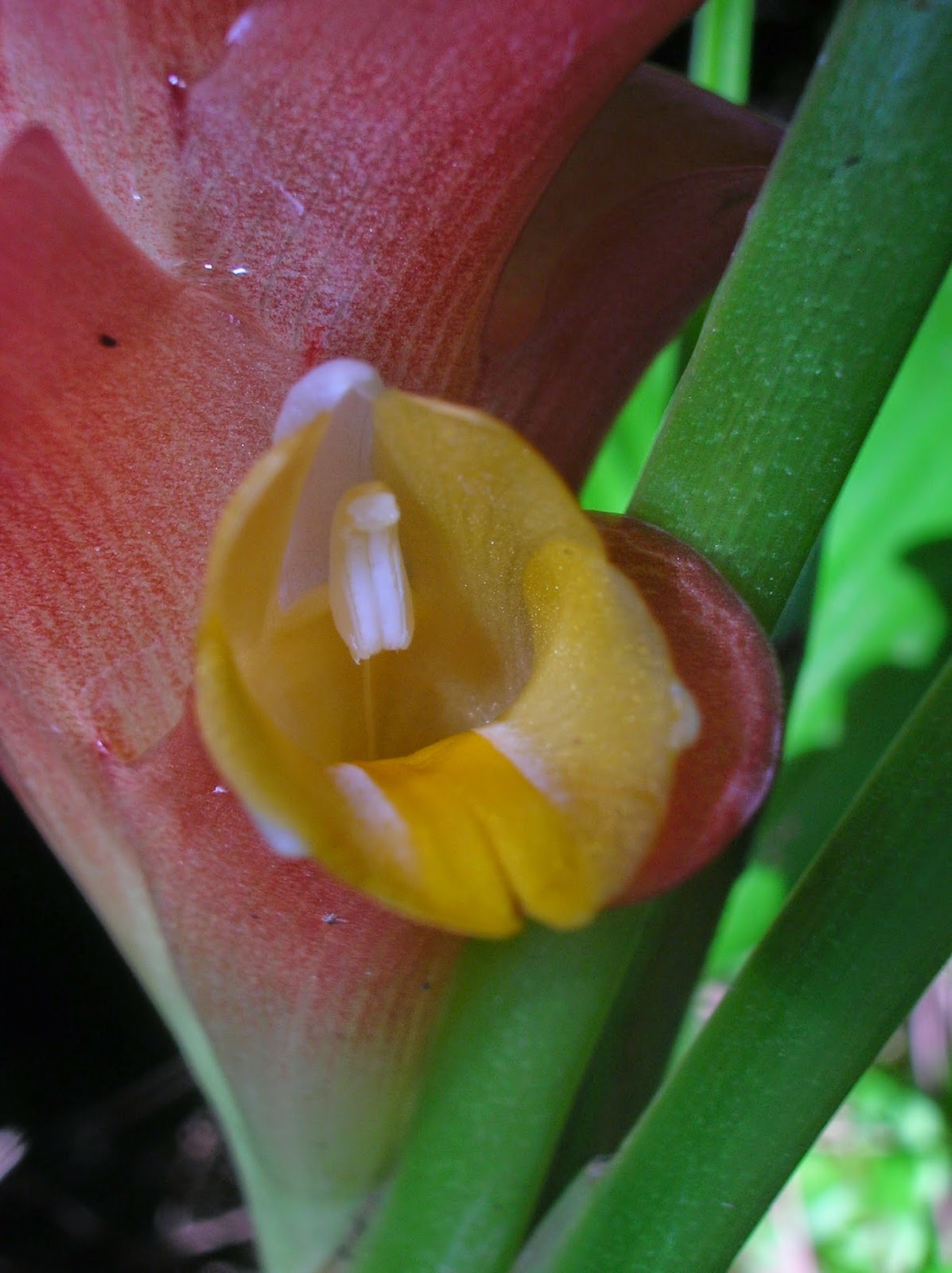 Recregarden: CURCUMA RED TORCH