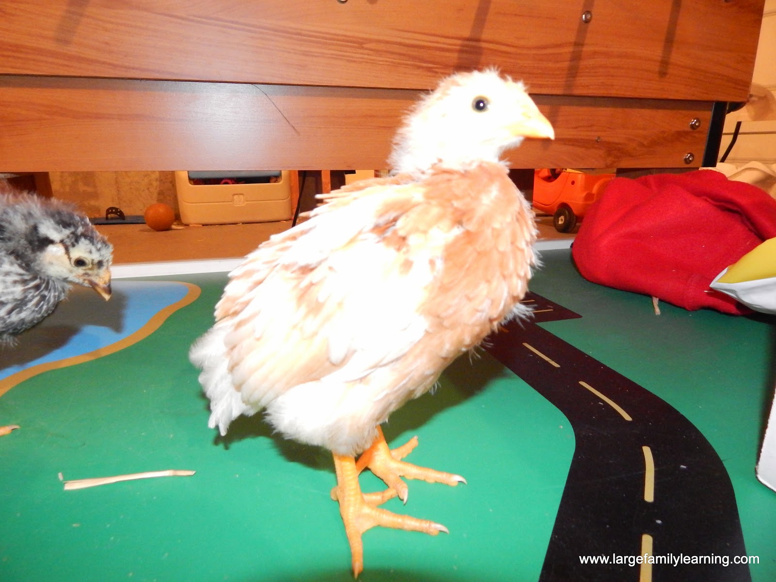 Large Family Learning : Raising Baby Chicks: 3 Weeks Old