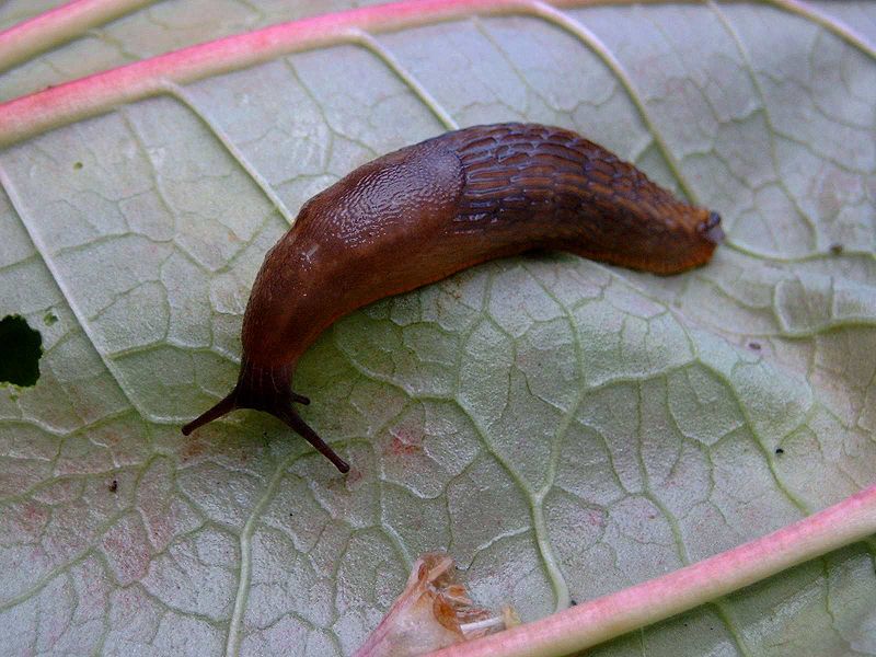 Agroregeneration: Worms Help To Control Slugs