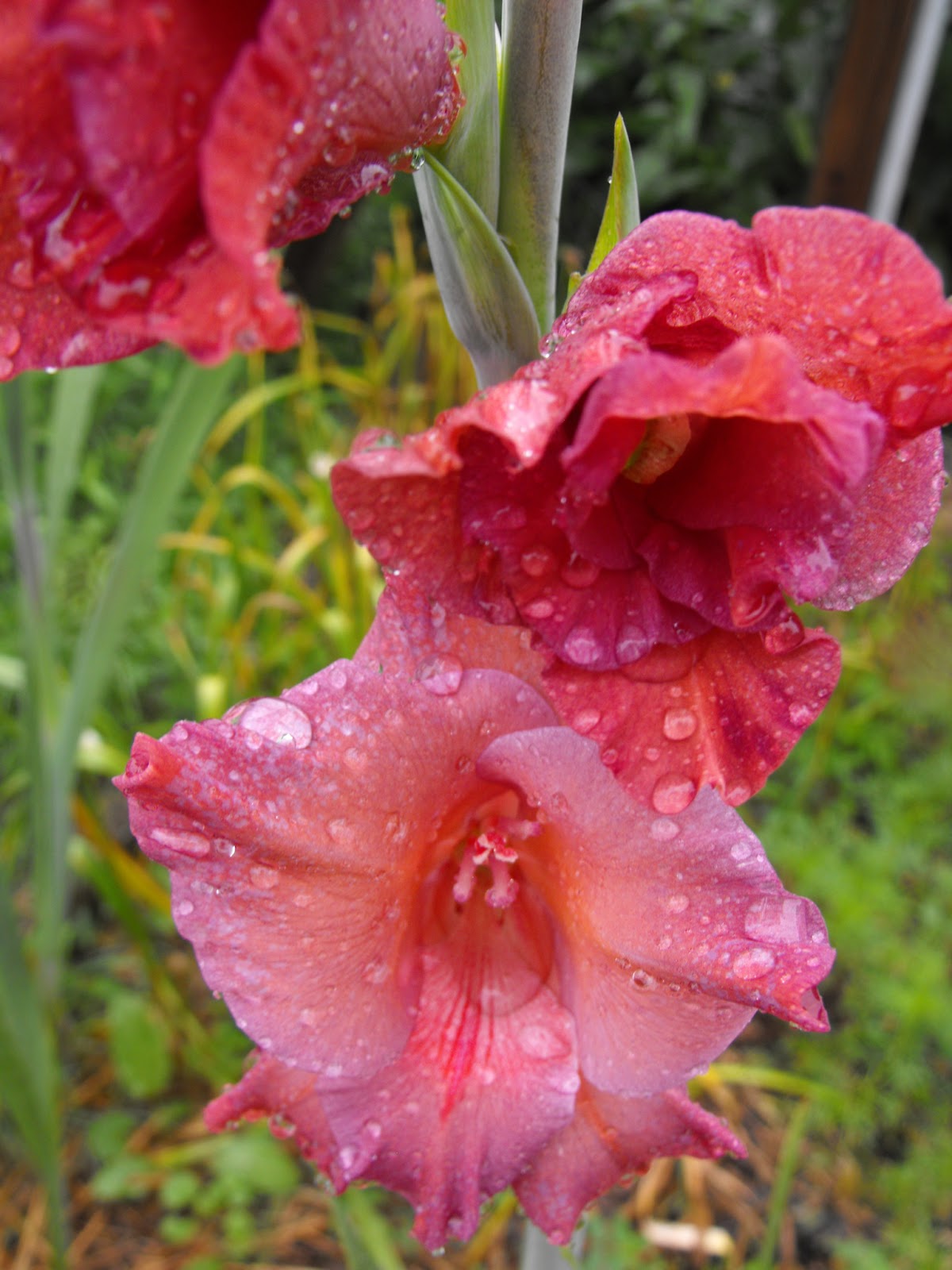 A Sustainable Transition: Independence Day