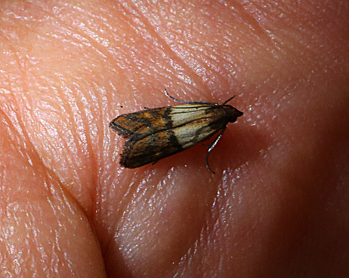 Foto-Natura-Huesca: PALOMILLA BLANDEADA Plodia interpunctella, Jakob ...