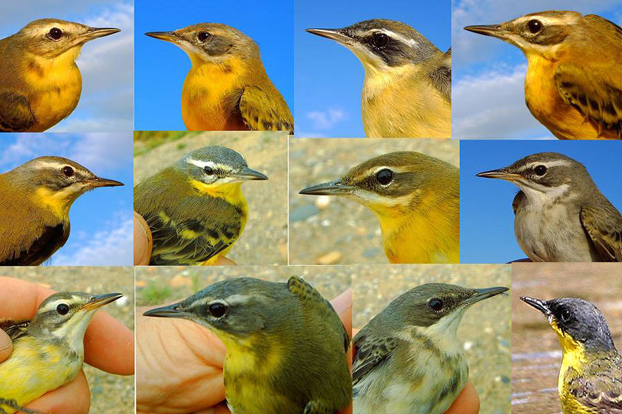 Bird Guide: Yellow Wagtail - a complex species