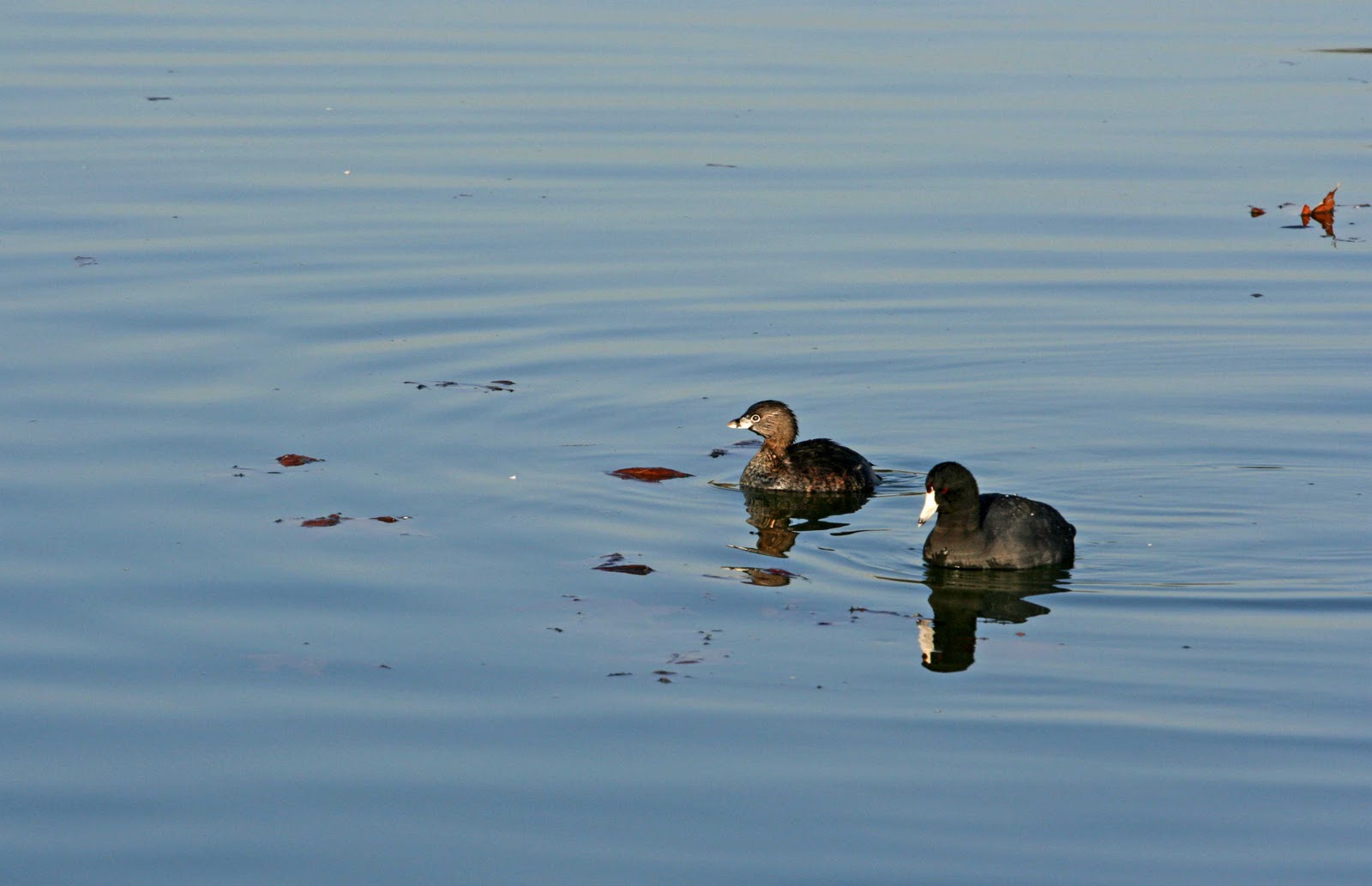 Urban Wildlife - Naturally North Idaho