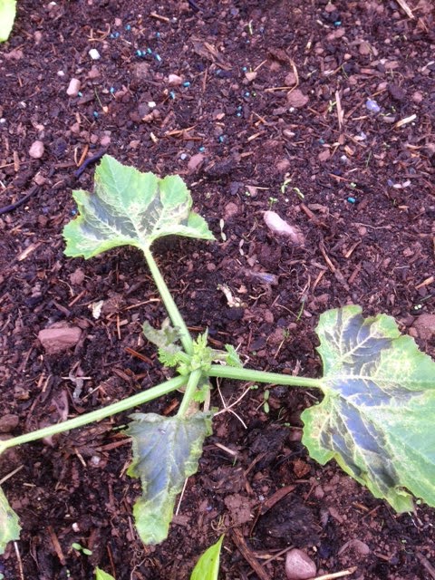 Blight?!