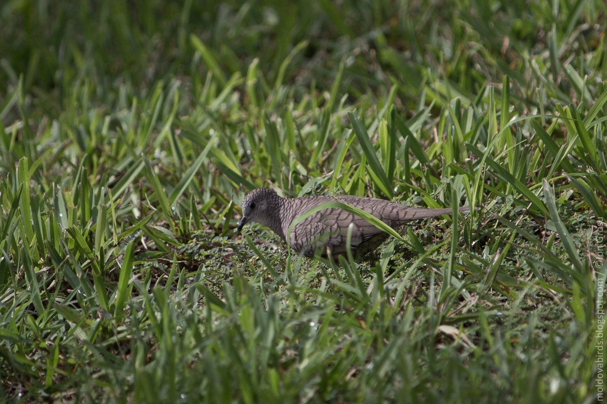 Păsări din Moldova: Păsări din... Texas (primele șapte specii)
