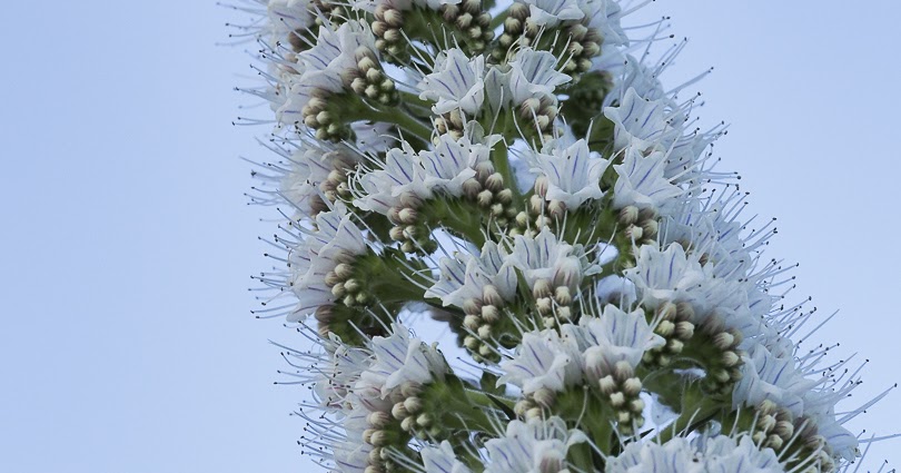 FLORA SILVESTRE: Echium simplex DC.