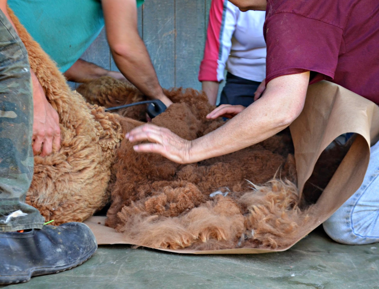 BarnBugStudio: ALPACA SHEARING DAY 2014