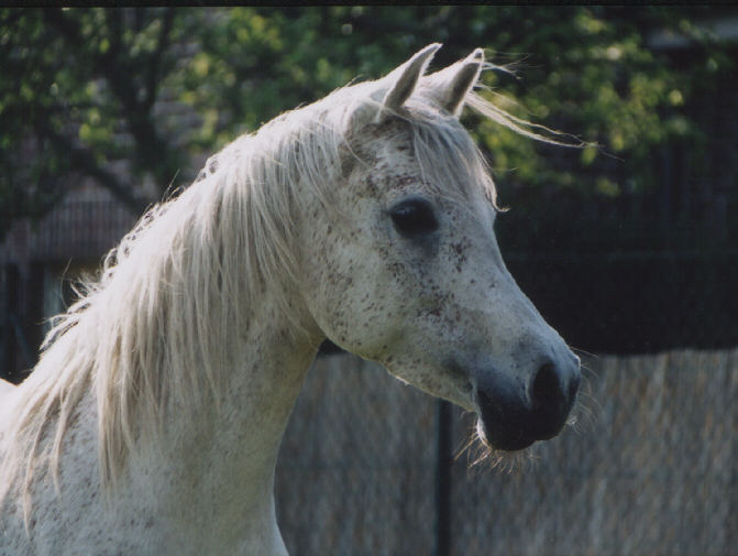 Arabian Horse Obsession!: What is an Arabian horse?