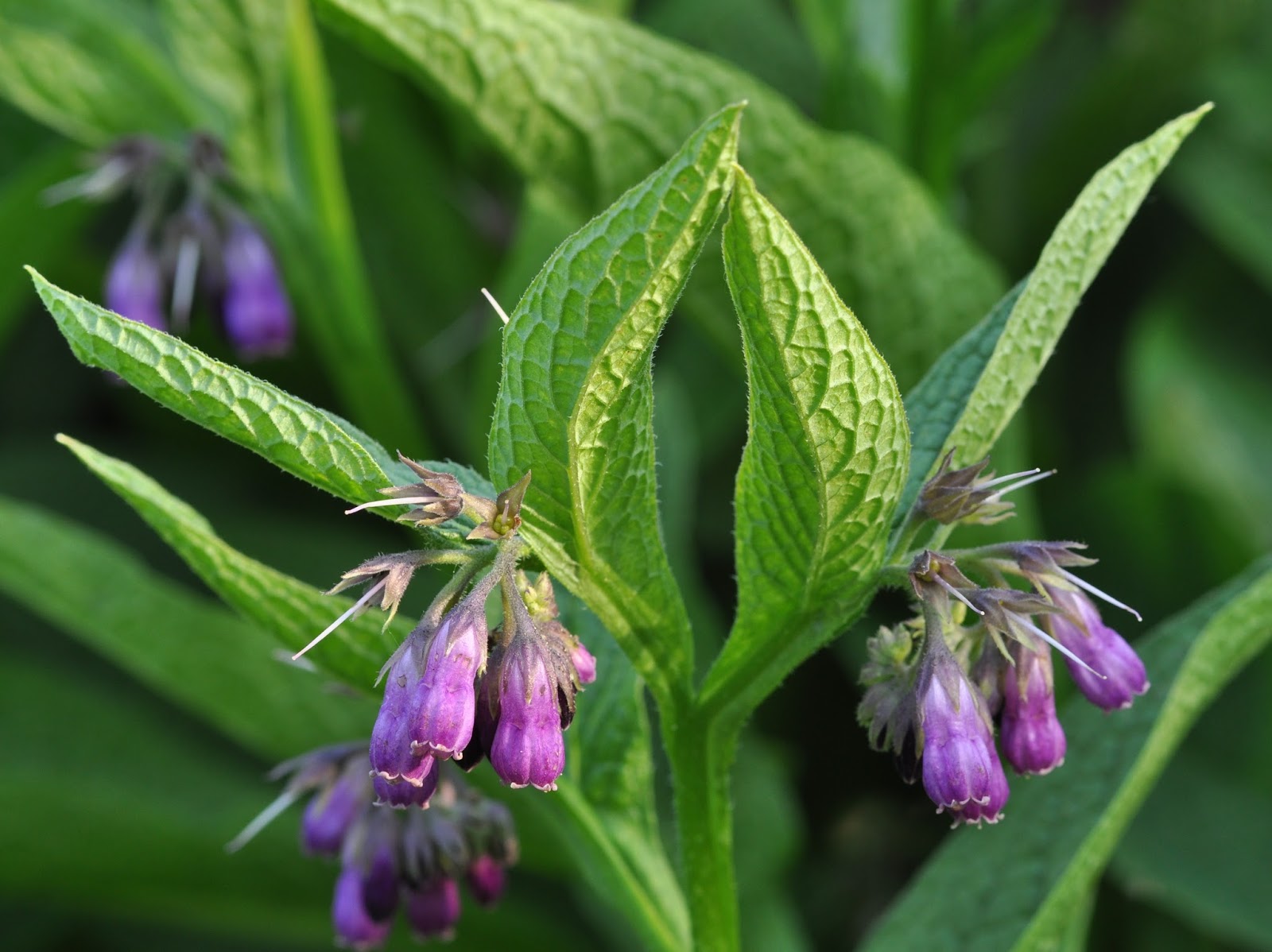 al encuentro con las flores: Comfrey - Consuelda Mayor ( Symphytum ...