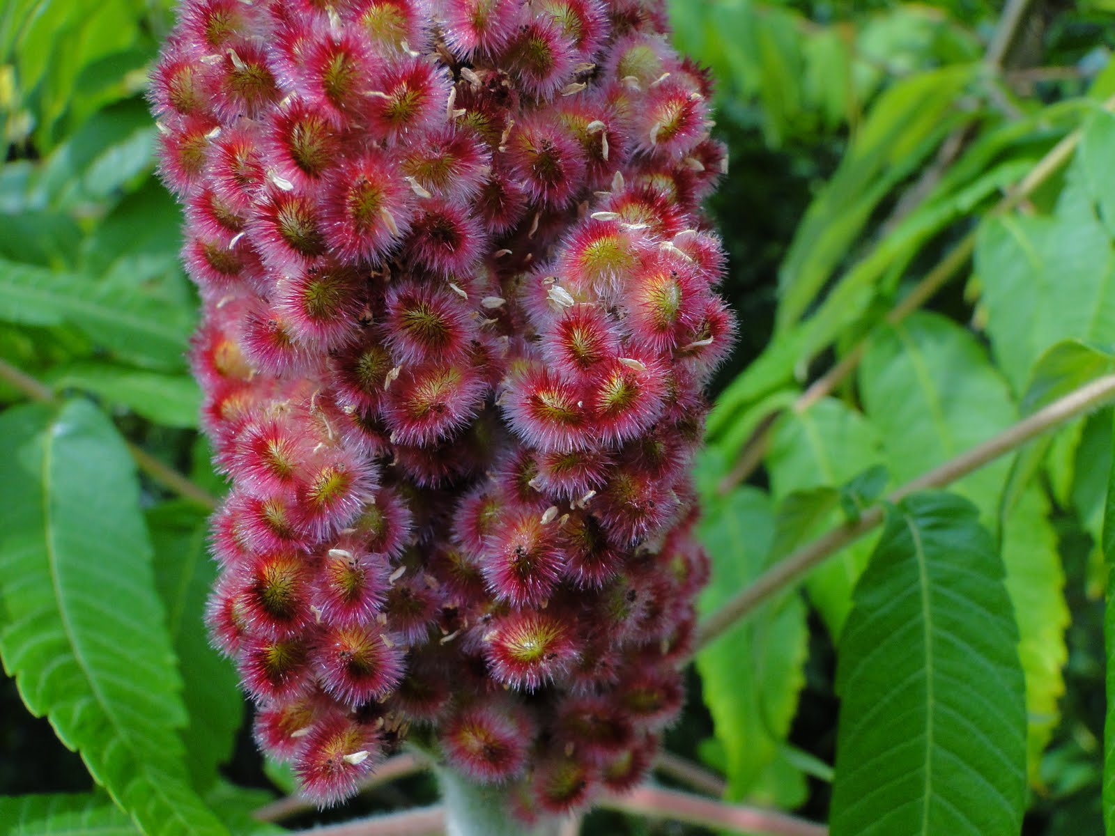 Rach's Wildflower Images: Staghorn Sumac