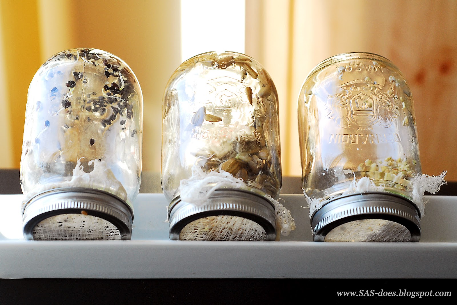 Sprouting 101 | SAS does ...: Sprouting 101