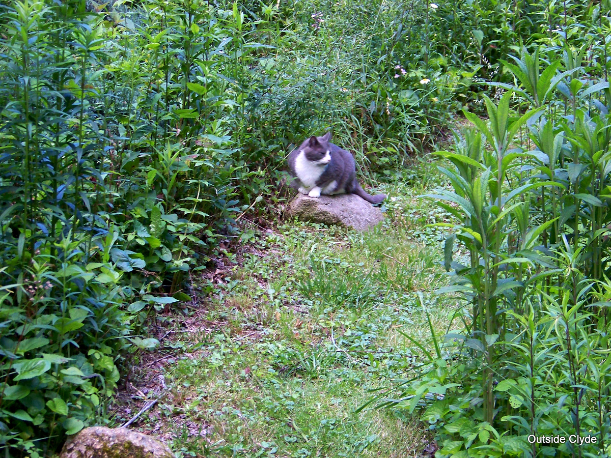 Outside Clyde: Definition In The Wild