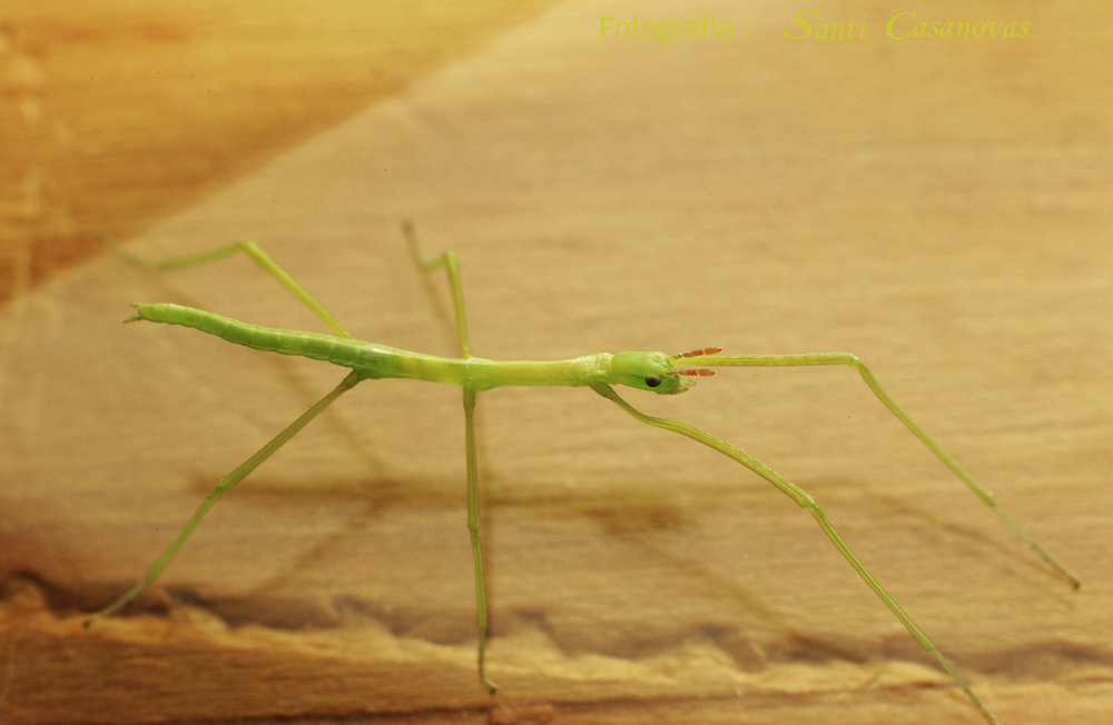 Fotografía Santi Casanovas: Phasmatidae L'insecte pal