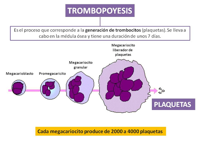 Hematologia
