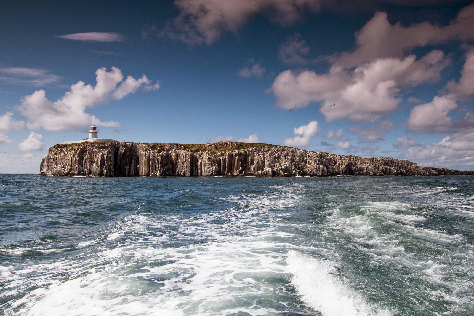 Photographing Seabirds on the Farne Islands - Park Cameras Blog