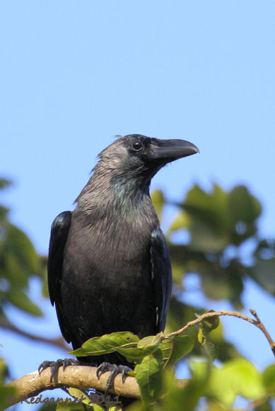 Redgannet: Sanjay Gandhi National Park, Borivali, Mumbai, December 2011