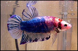 El Universo de los Bettas: Bienvenido al mundo de los bettas