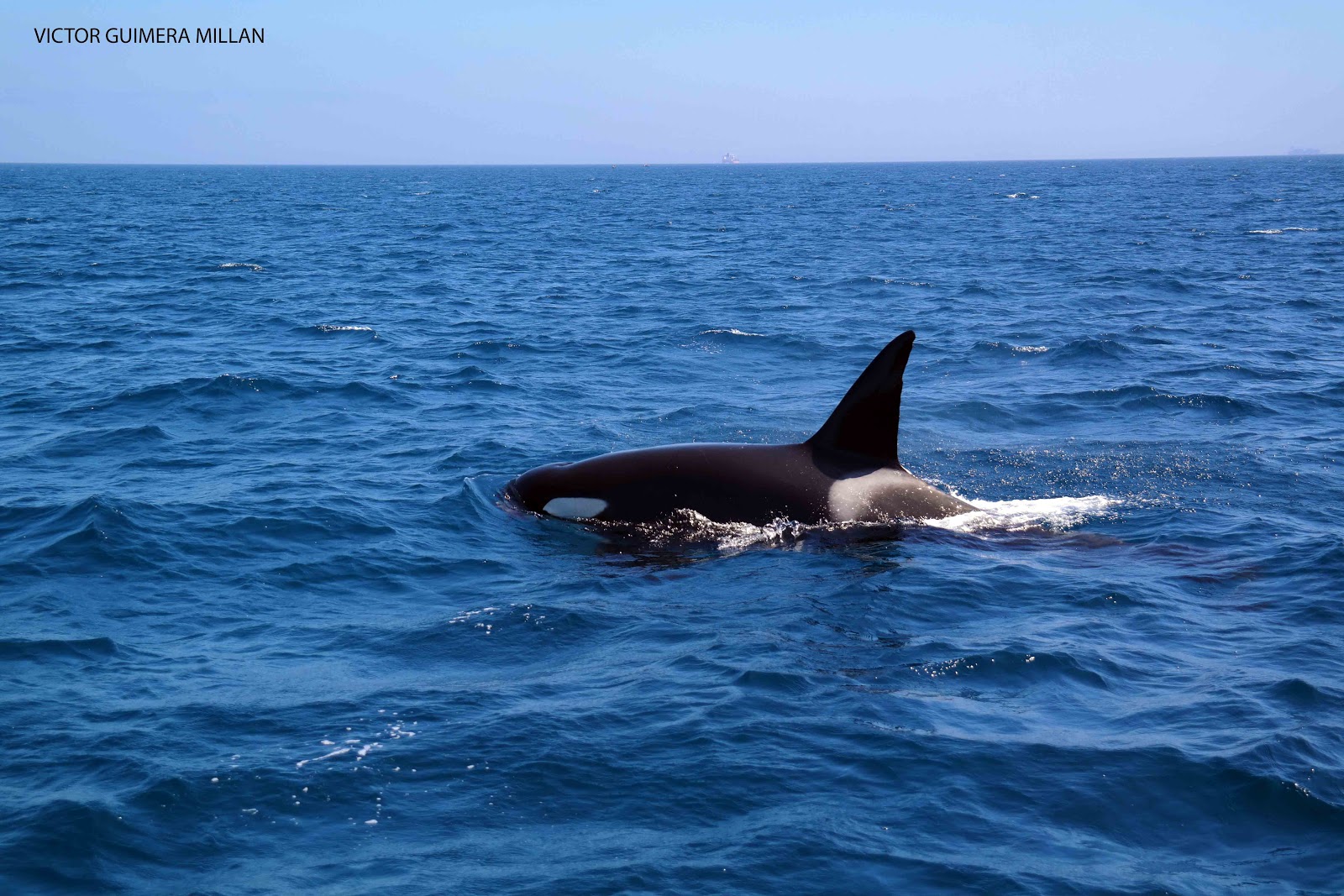 Mis imágenes de aves: ORCAS