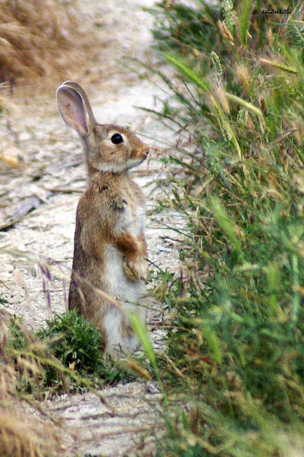 Fauna silvestre de Hormaza: Oryctolagus cuniculus