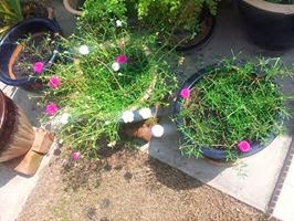 ceriakan hari-harimu: Bunga Lipan atau Rose Jepun?