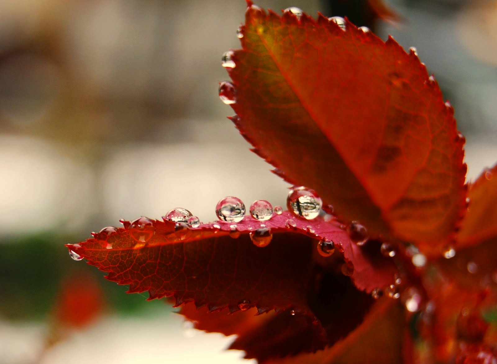 colored garden: Spring rain drops