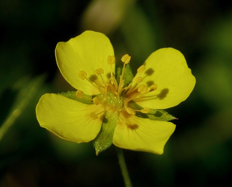 Instantes botánicos: Tormentilla Potentilla erecta