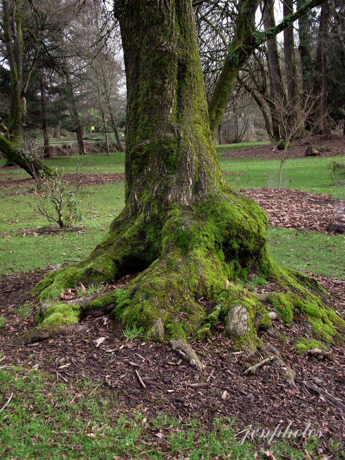 Photos by Jan: Island Park-Springfield, Oregon