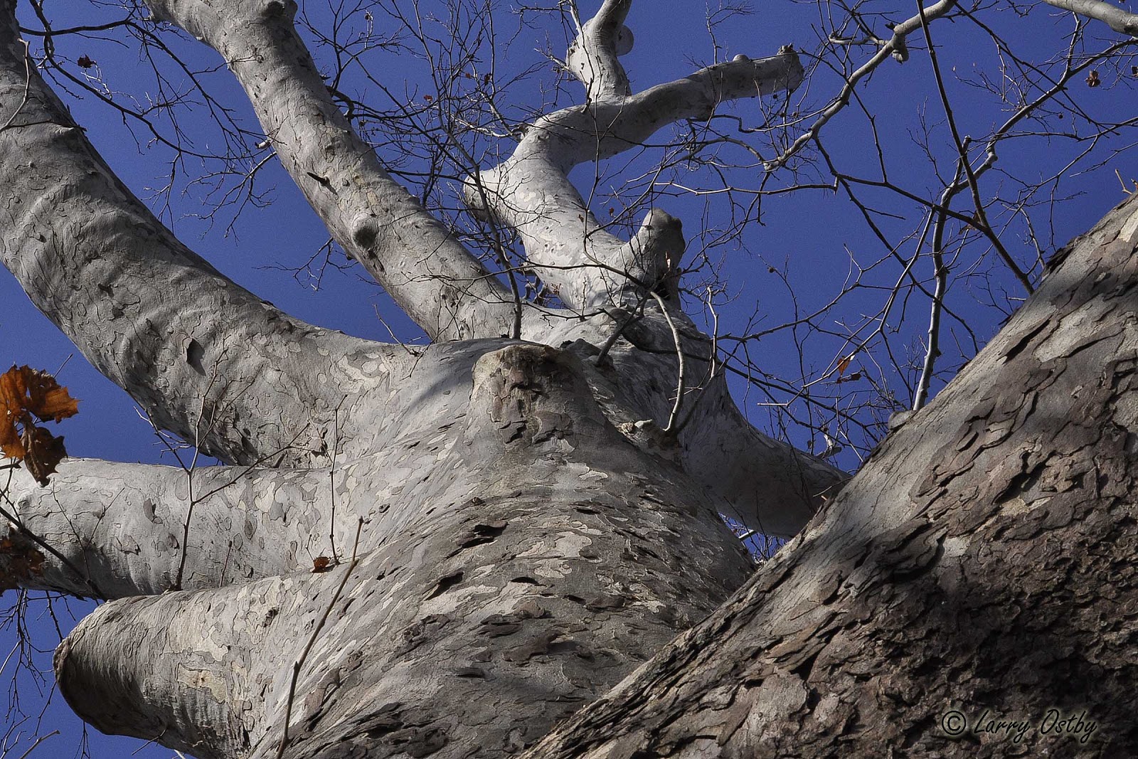 Larry Ostby's Wild Critters: A Groundhog, a few Whitetail Deer and a ...