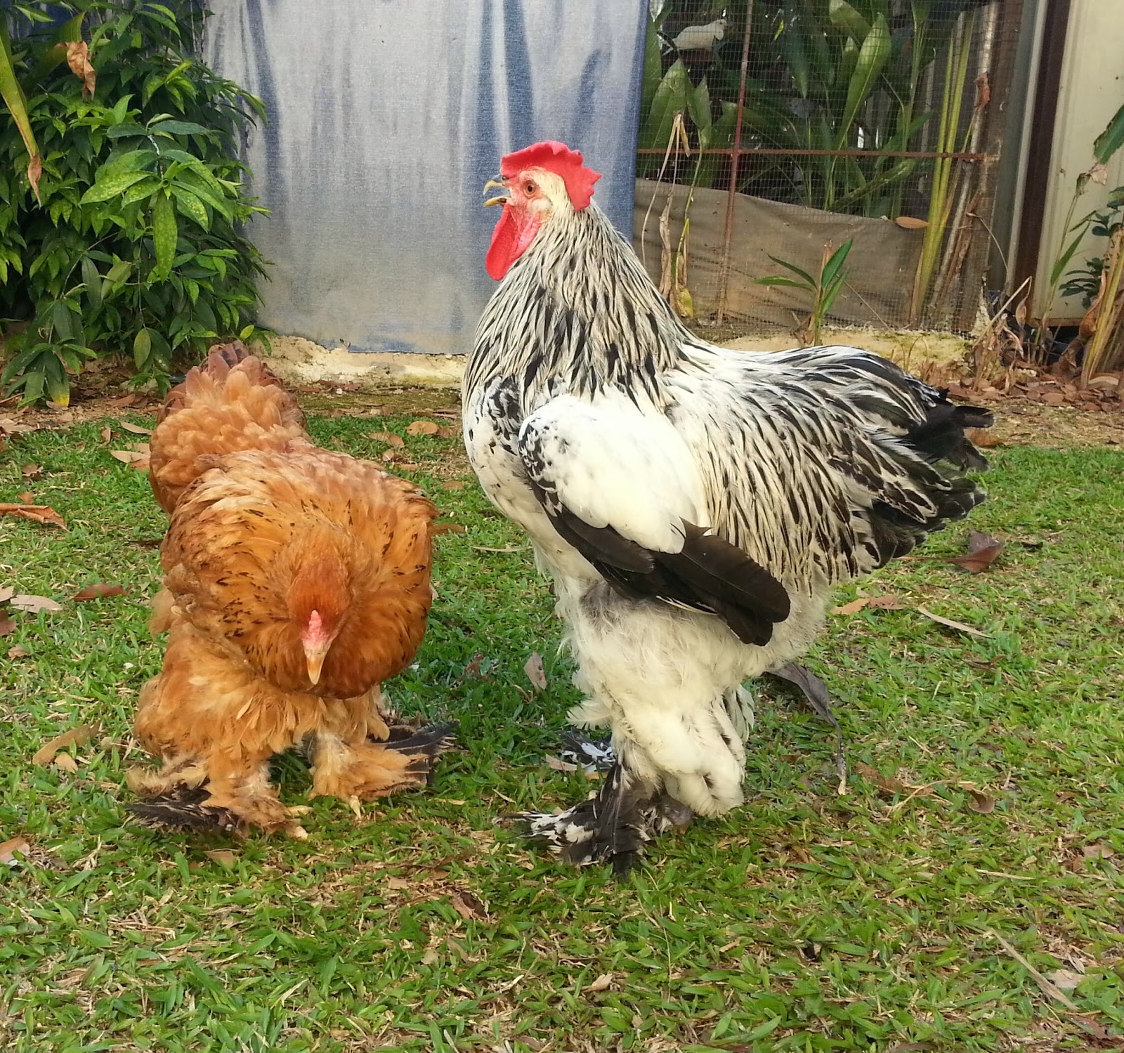 anizam agrofarm: Gergasi Manja