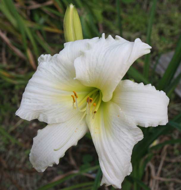 Jim Long's Garden: German Potato Salad, Daylilies