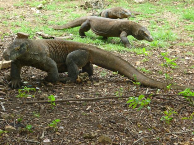 Pulau Komodo sangat indah di negara yang besar ~ Florensia Online Indonesia