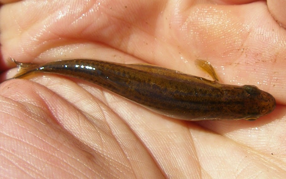 Ben Cantrell's fish species blog: Northern redbelly dace