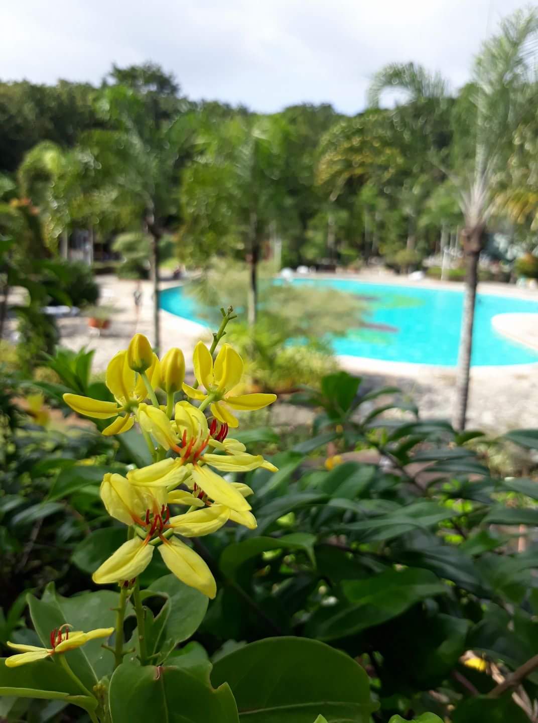 @ Momarco Forest Cove Resort & Hotel