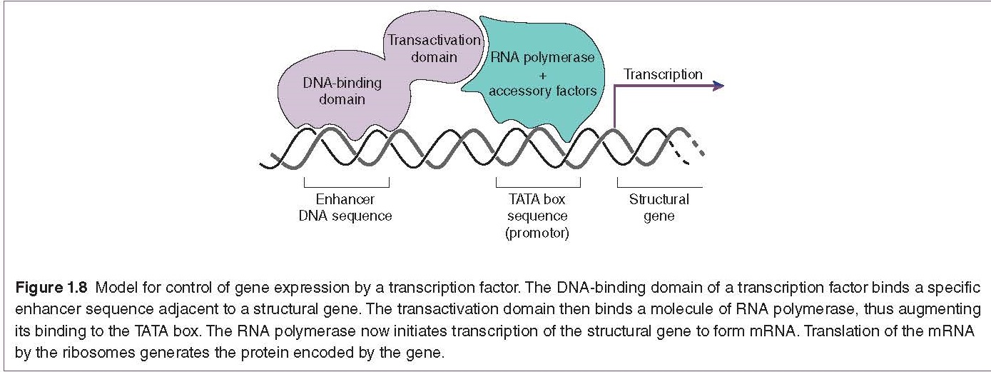 Transcription Factors - pediagenosis