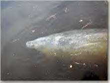 Gettysburg Ghosts: Chessie: The Chesapeake Bay Monster