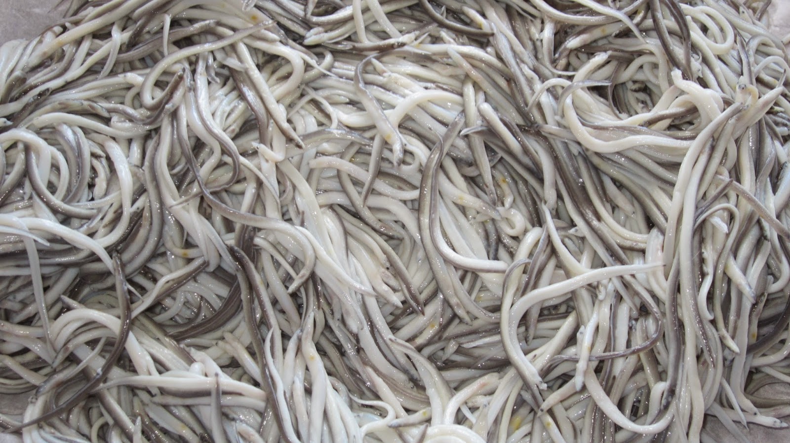 El rincón de Mundín: ANGULAS AL AJILLO O PIL-PIL
