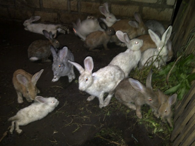 Peternakan Kelinci Hias dan Pedaging Di Tuban: Jual Kelinci Pedaging Di ...