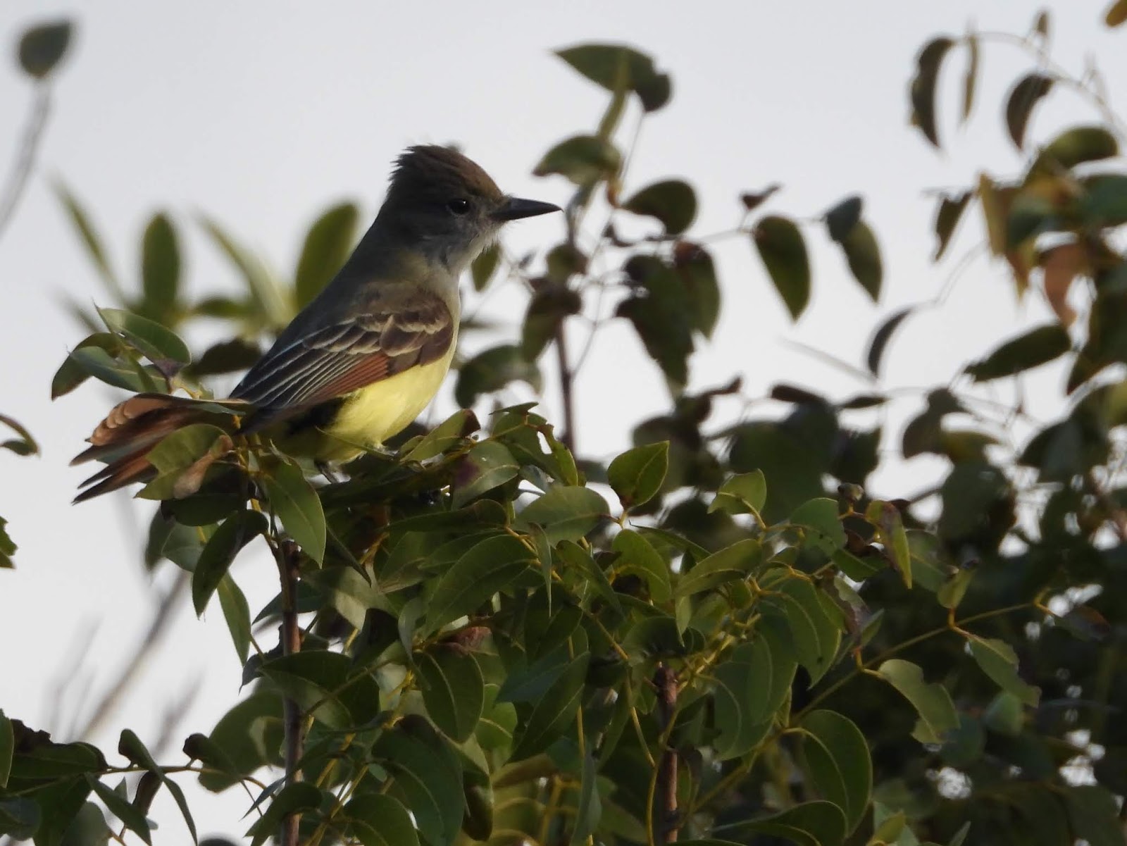 Bird & Travel Photos, Birding Sites, Bird Information: GREAT CRESTED ...