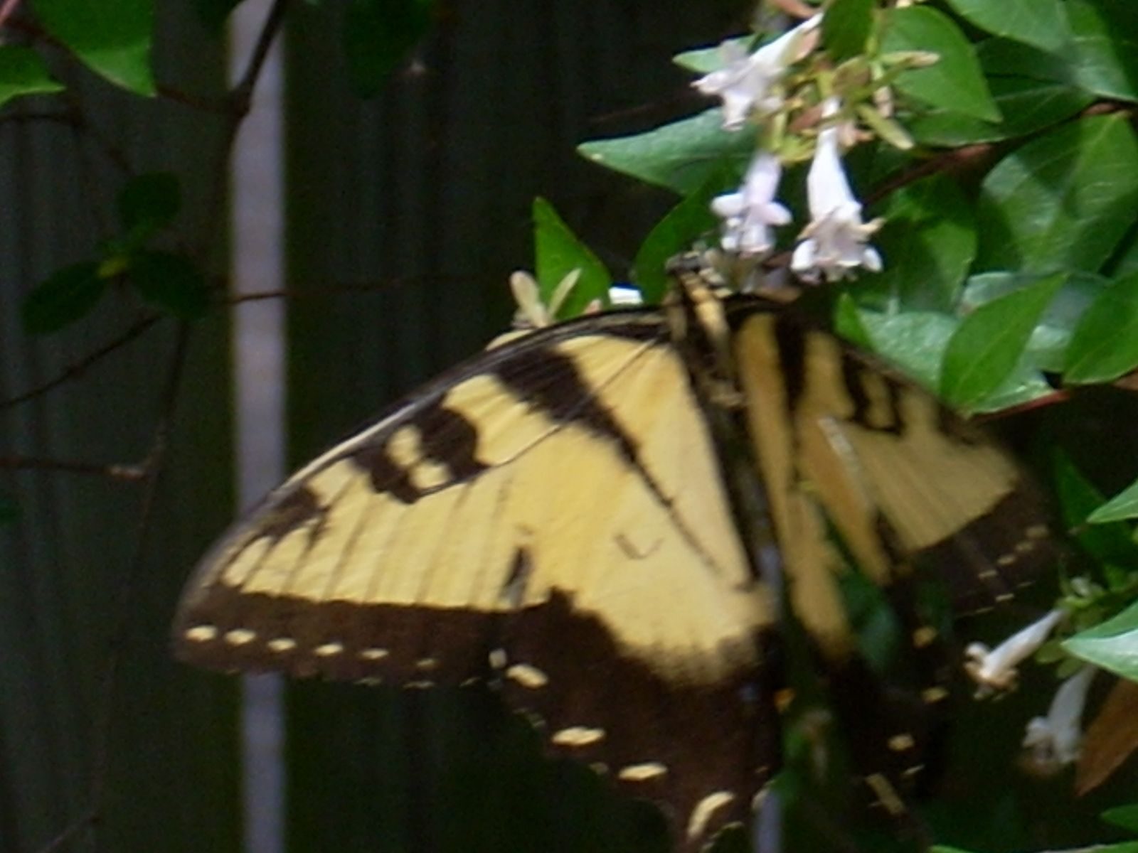 Life's A Garden, Bloom Where You're Planted: Back to the Basics