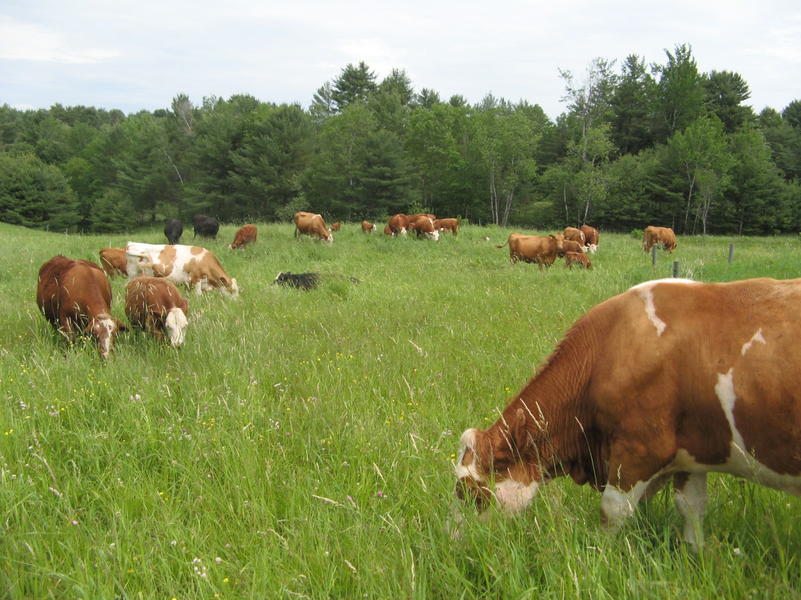 Animal Instinct: the Grazers View