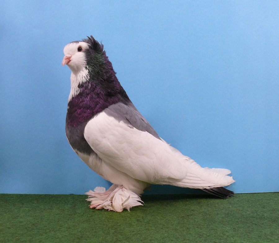 Hungarian Buga Pigeon | BD PIGEONS