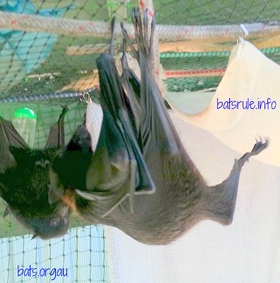 Info on Bats | recent question.. What does Bat poop/pee look like and ...