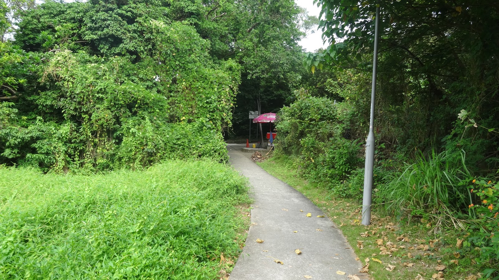 Beauty of Fauna and Flora in Nature: Butterflies at Sha Lo Wan (沙螺灣 ...