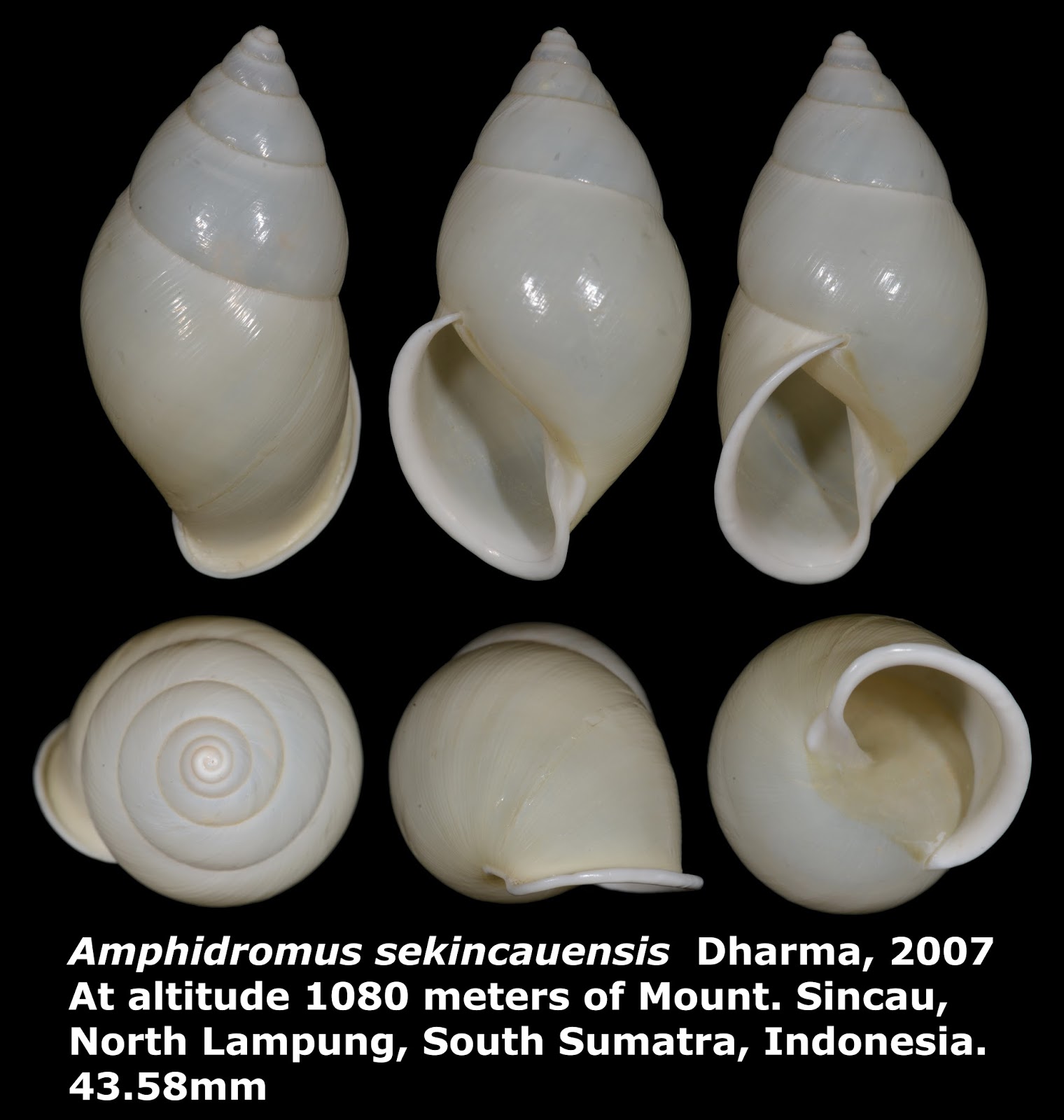 Dr. Lee's Gallery Museum: Amphidromus sekincauensis 39.05 to 44.90mm