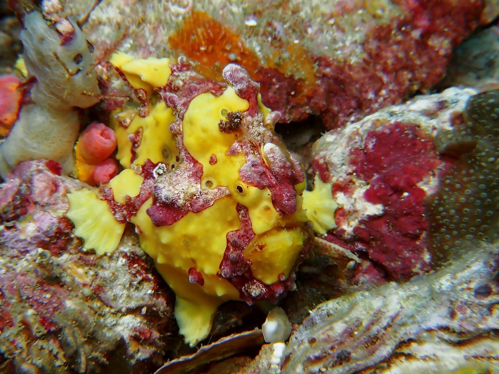 Fotos de Aldo Galante: Frog Fish