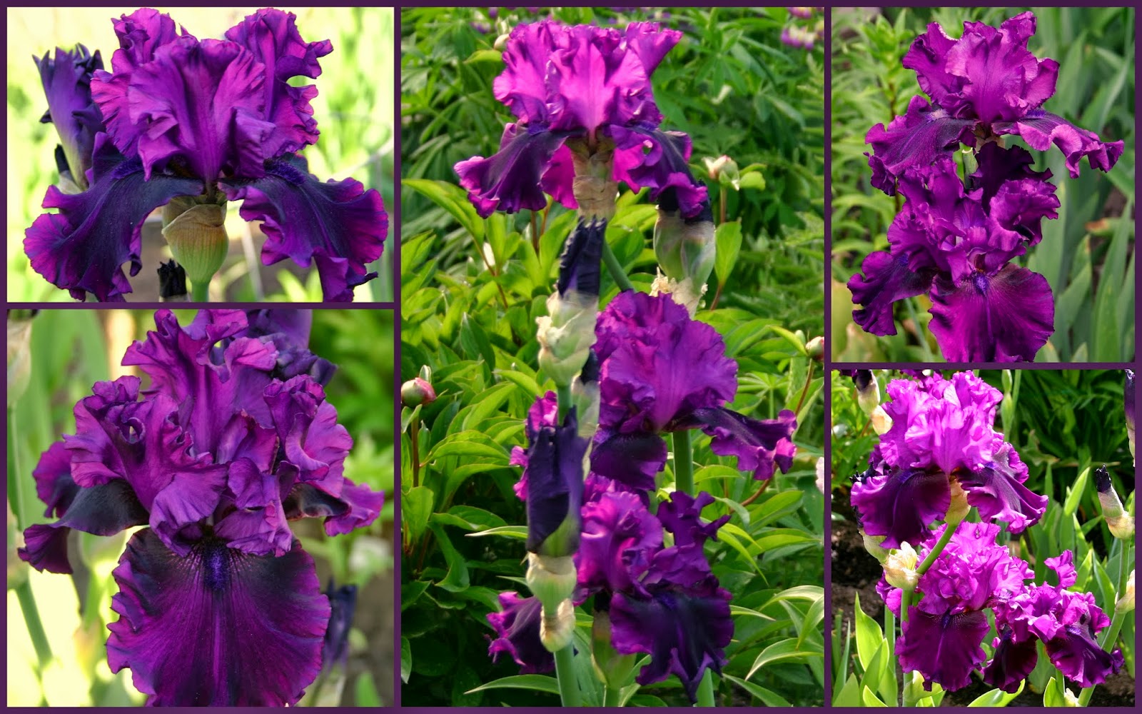 TALL BEARDED IRISES - Sowing the Seeds