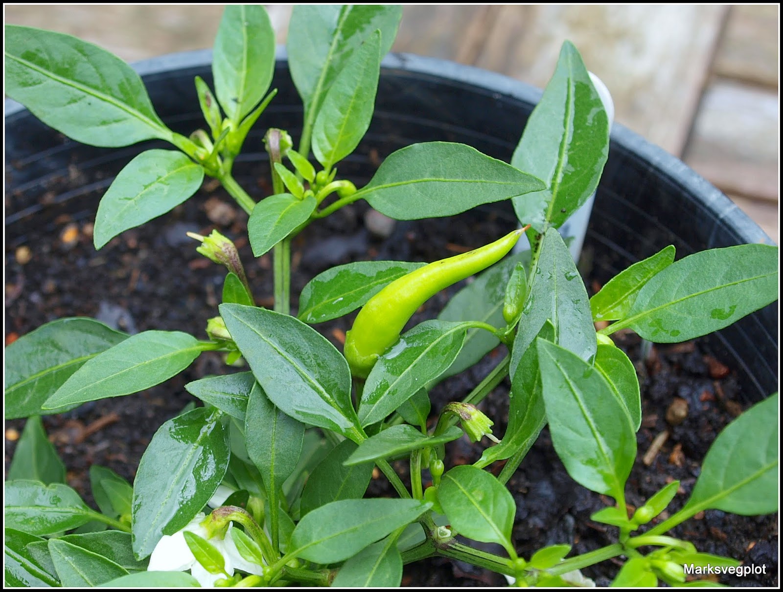 Mark's Veg Plot: Chilli update