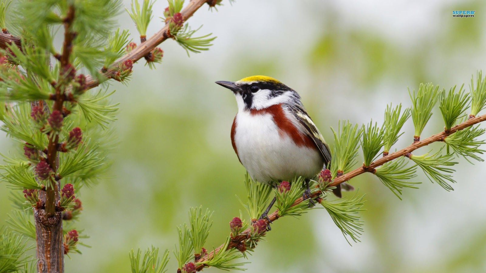 Free Latest Full HD Quality Desktop Wallpapers: Pleasing Bird ...