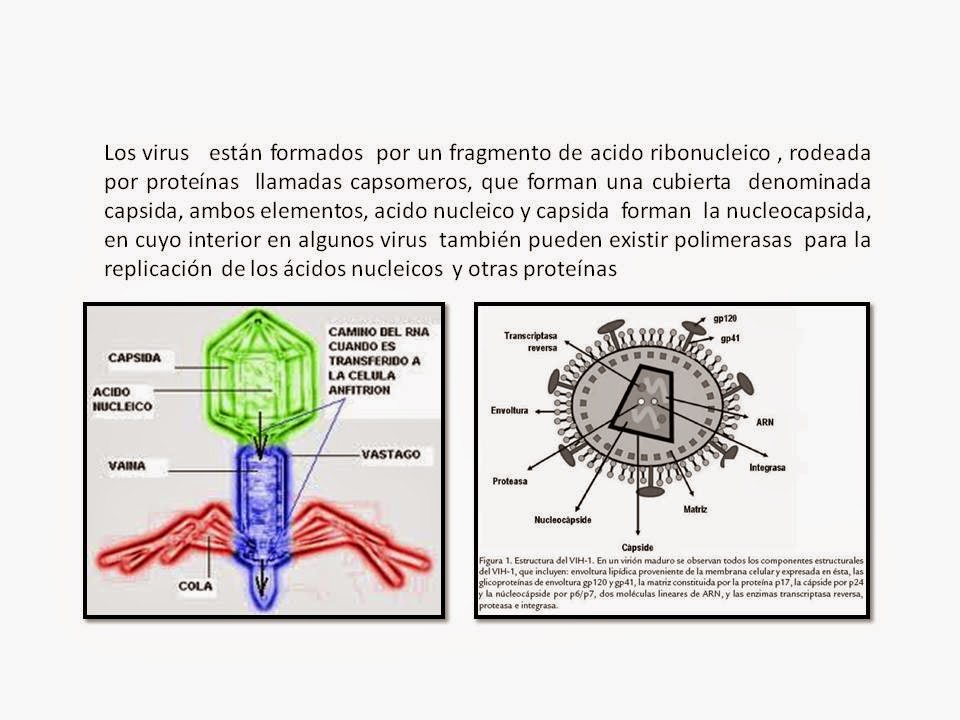CARACTERÍSTICAS DE LOS VIRUS ~ LOS VIRUS
